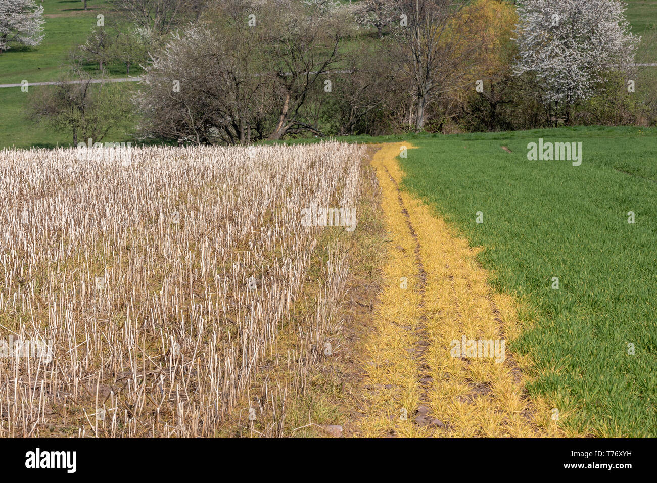 Herbicide damage hi-res stock photography and images - Alamy