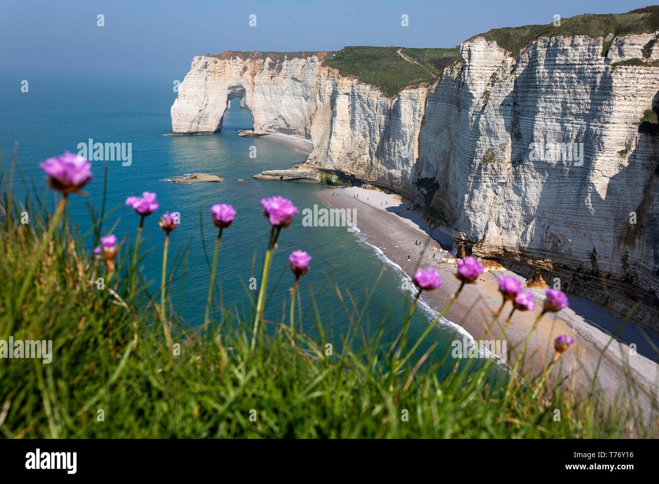 France, Normandy: flowers and rock arc of beach Etretat Stock Photo - Alamy