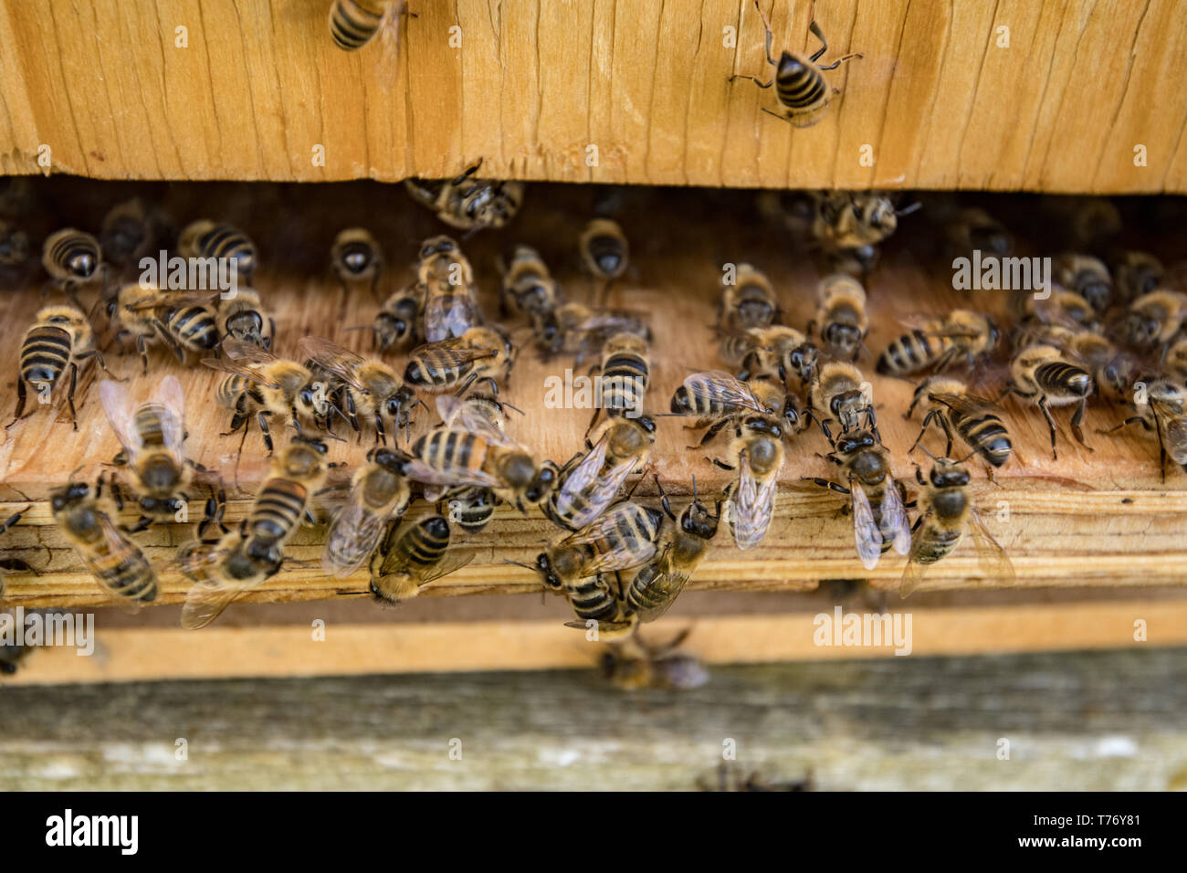Bees entering a hive hi-res stock photography and images - Alamy
