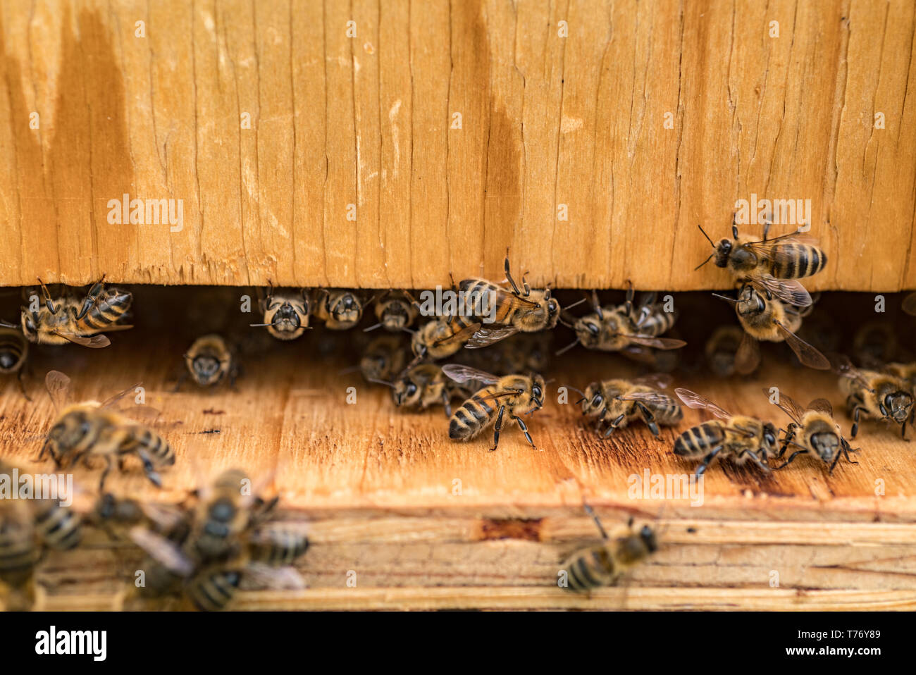 European honey bee Stock Photo - Alamy