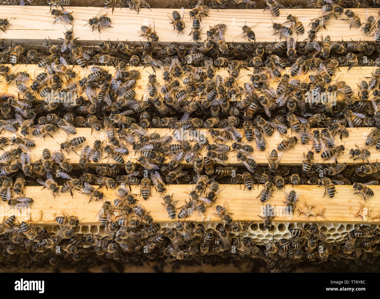 Bees on frames in a bee hive Stock Photo - Alamy