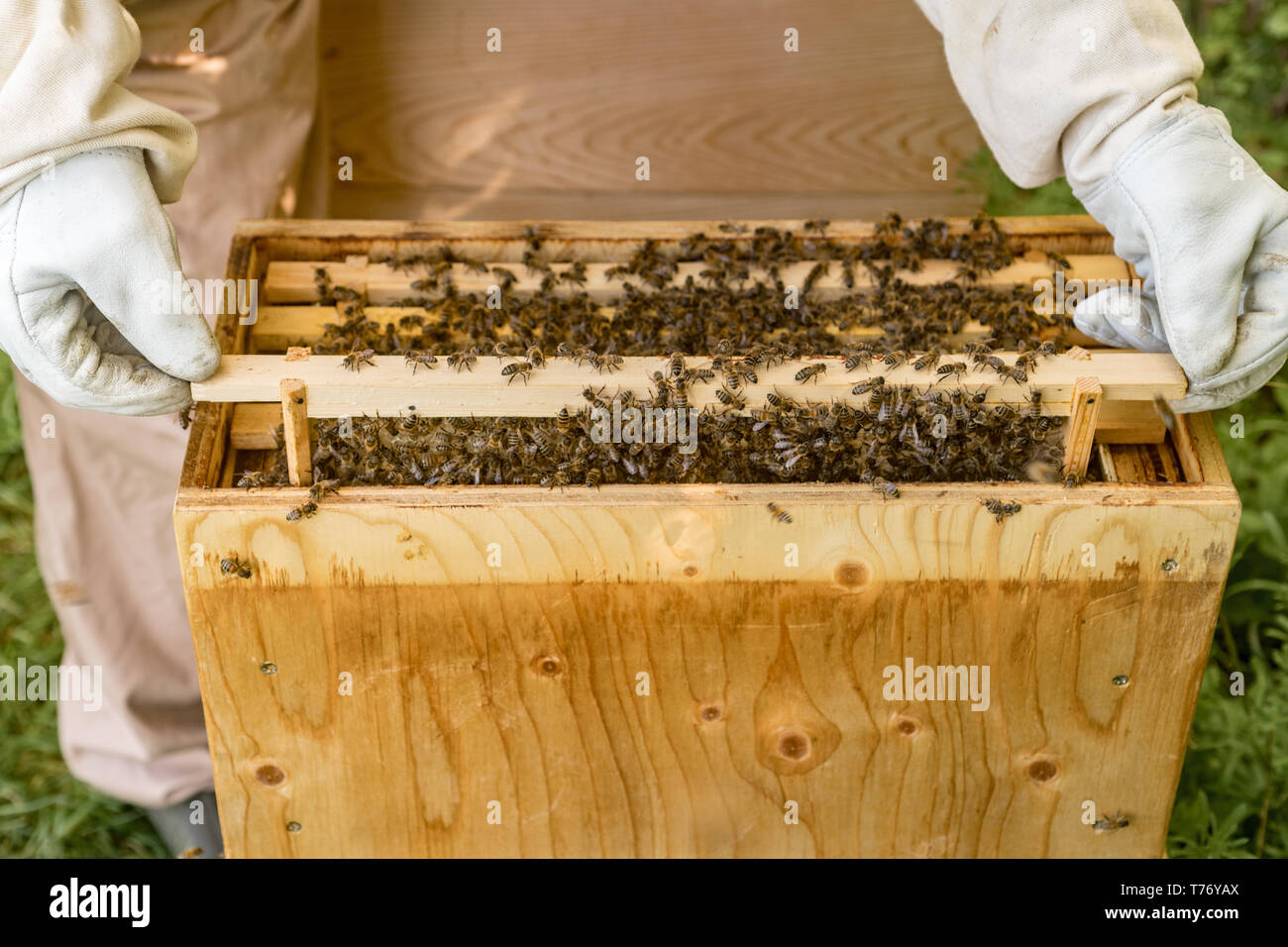 Bees on frames in a bee hive Stock Photo - Alamy