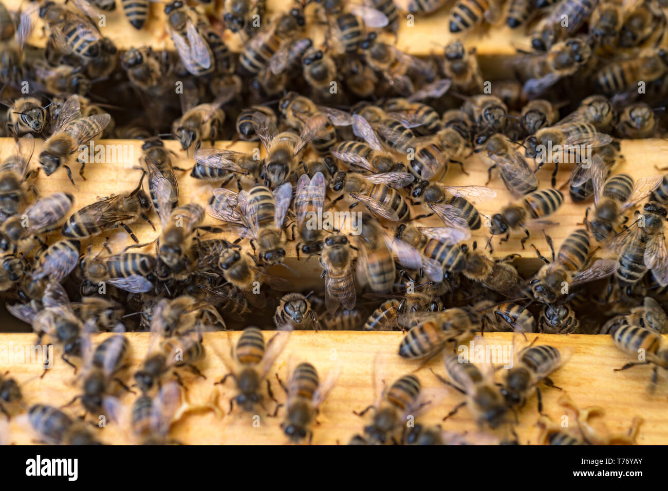 Bees on frames in a bee hive Stock Photo - Alamy