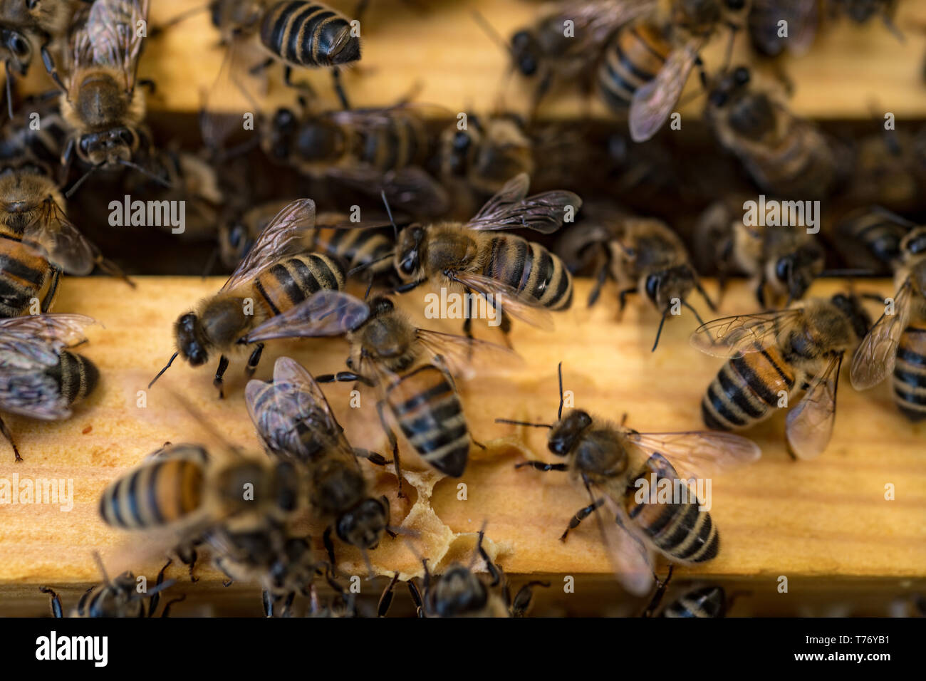 Bees on frames in a bee hive Stock Photo - Alamy
