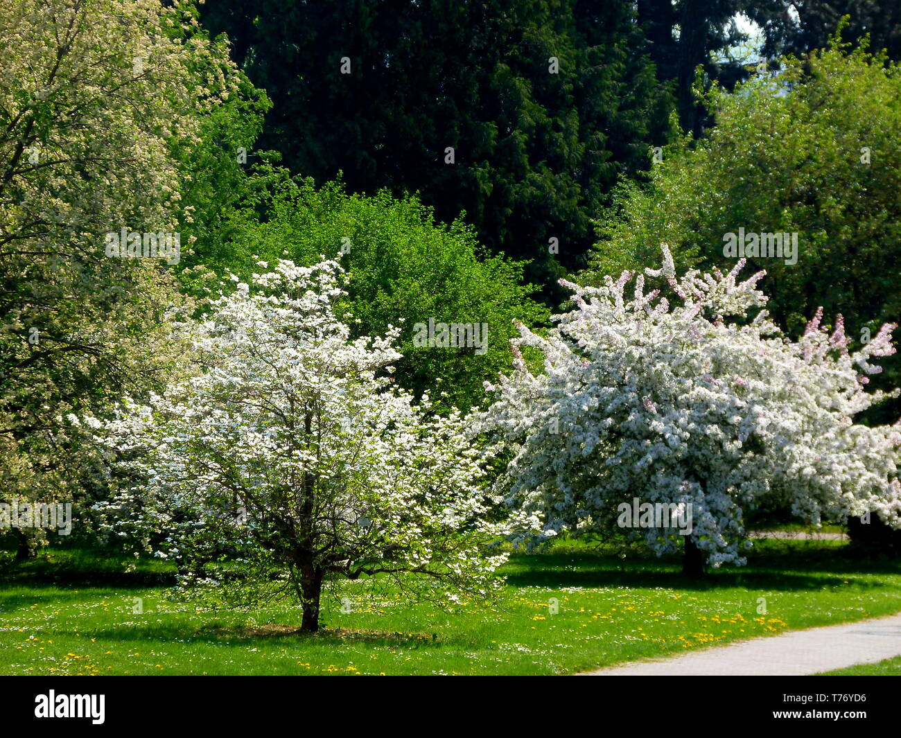 Ornamental flowering trees hi-res stock photography and images - Alamy