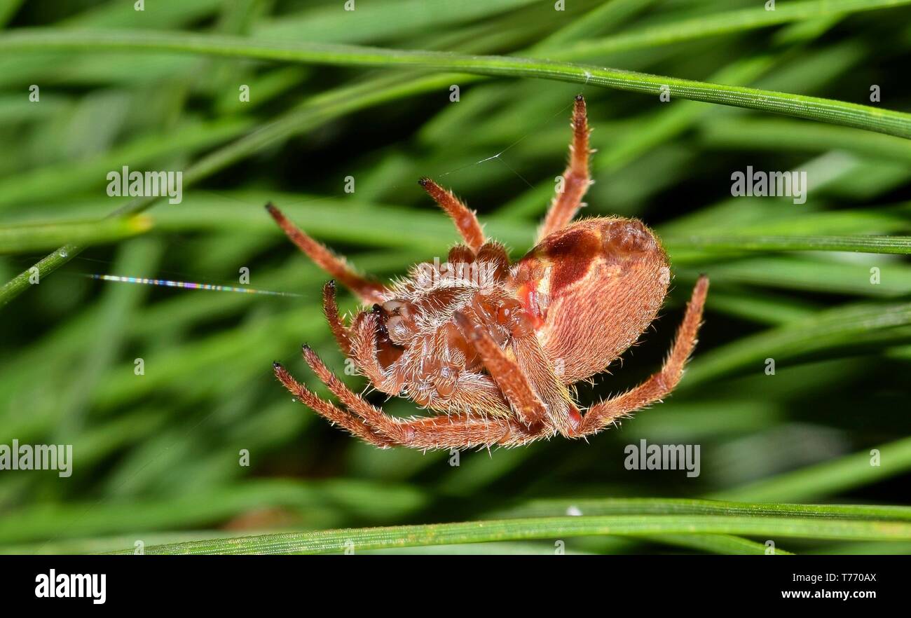 Upside-down Orb Weaver spider weaving a web against a backdrop of pine ...