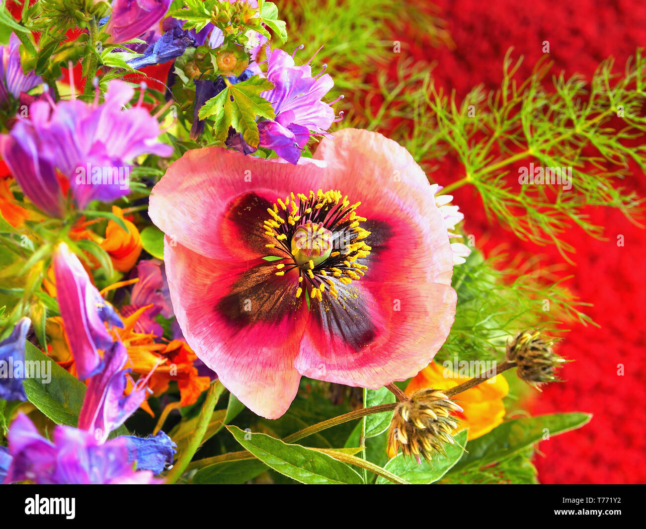 Red poppy cutout hi-res stock photography and images - Alamy