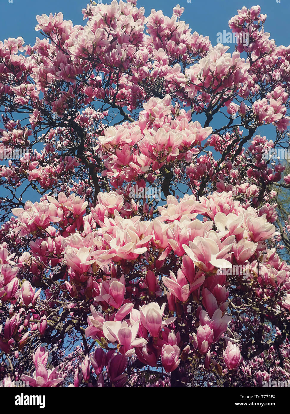 Wild pink magnolia tree buds blooming, floral pattern over sunny blue ...