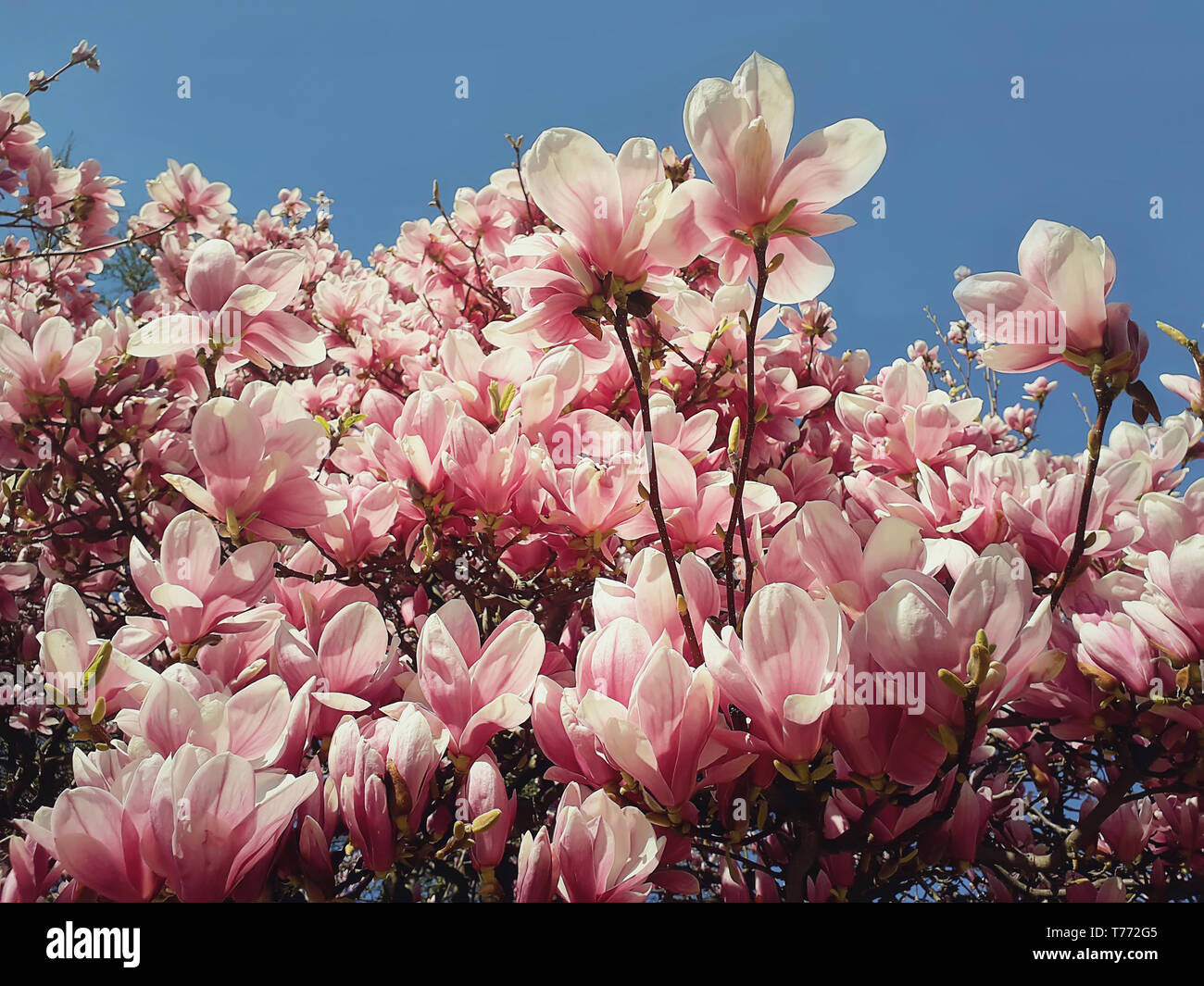 Wild pink magnolia tree buds blooming, floral pattern over sunny blue ...