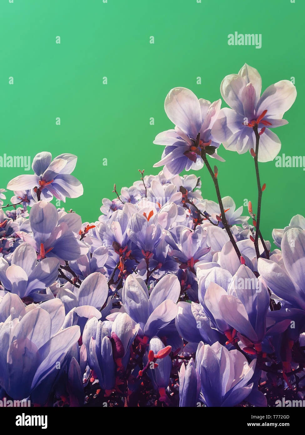 Strange flowers pattern hi-res stock photography and images - Alamy