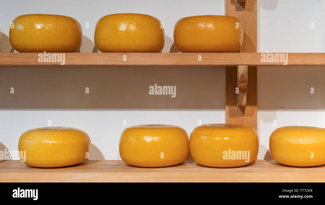 Rows of cheese pieces on wooden shelves in store or at milk factory ...