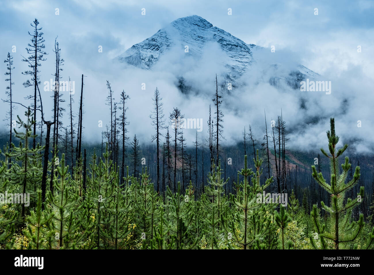 When Nature Returns High Resolution Stock Photography and Images - Alamy