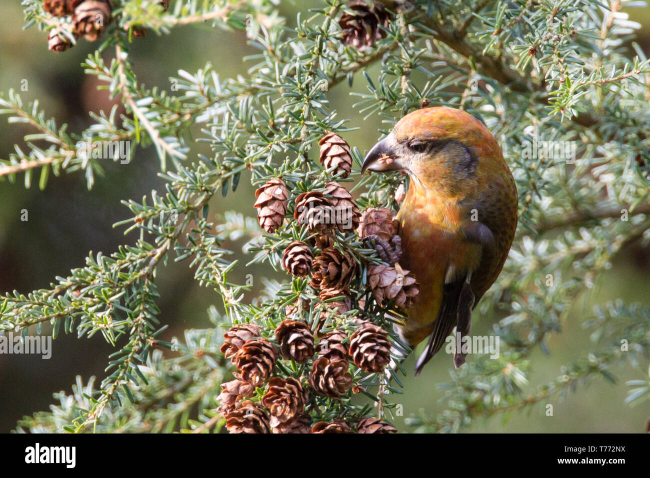 Species crossbill hi-res stock photography and images - Alamy
