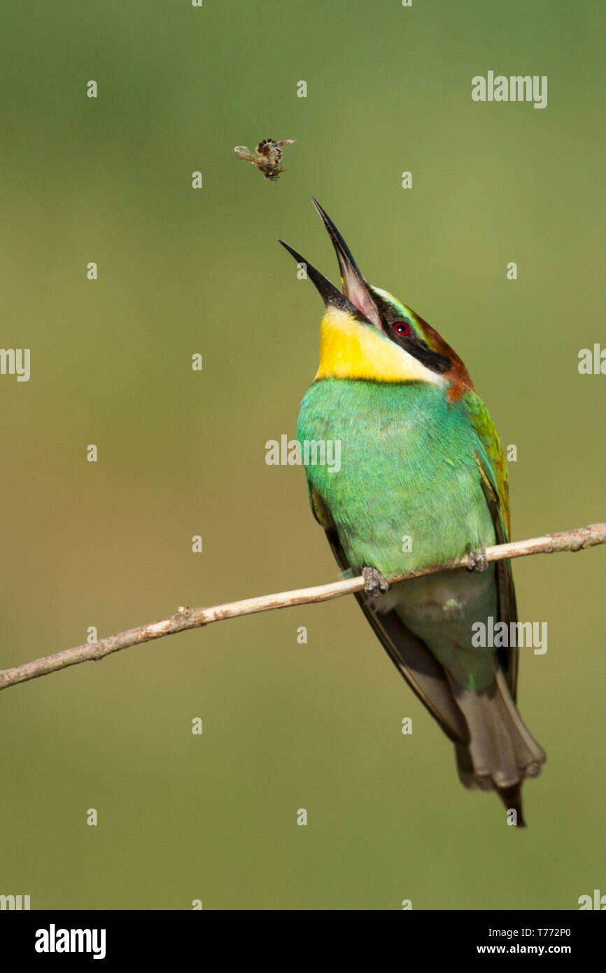 Bird catching insect hi-res stock photography and images - Alamy