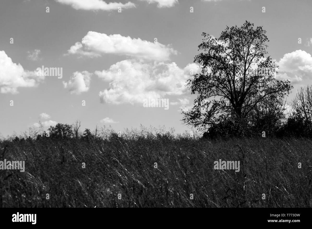 Blue sky with white clouds in the green fields - black and white ...