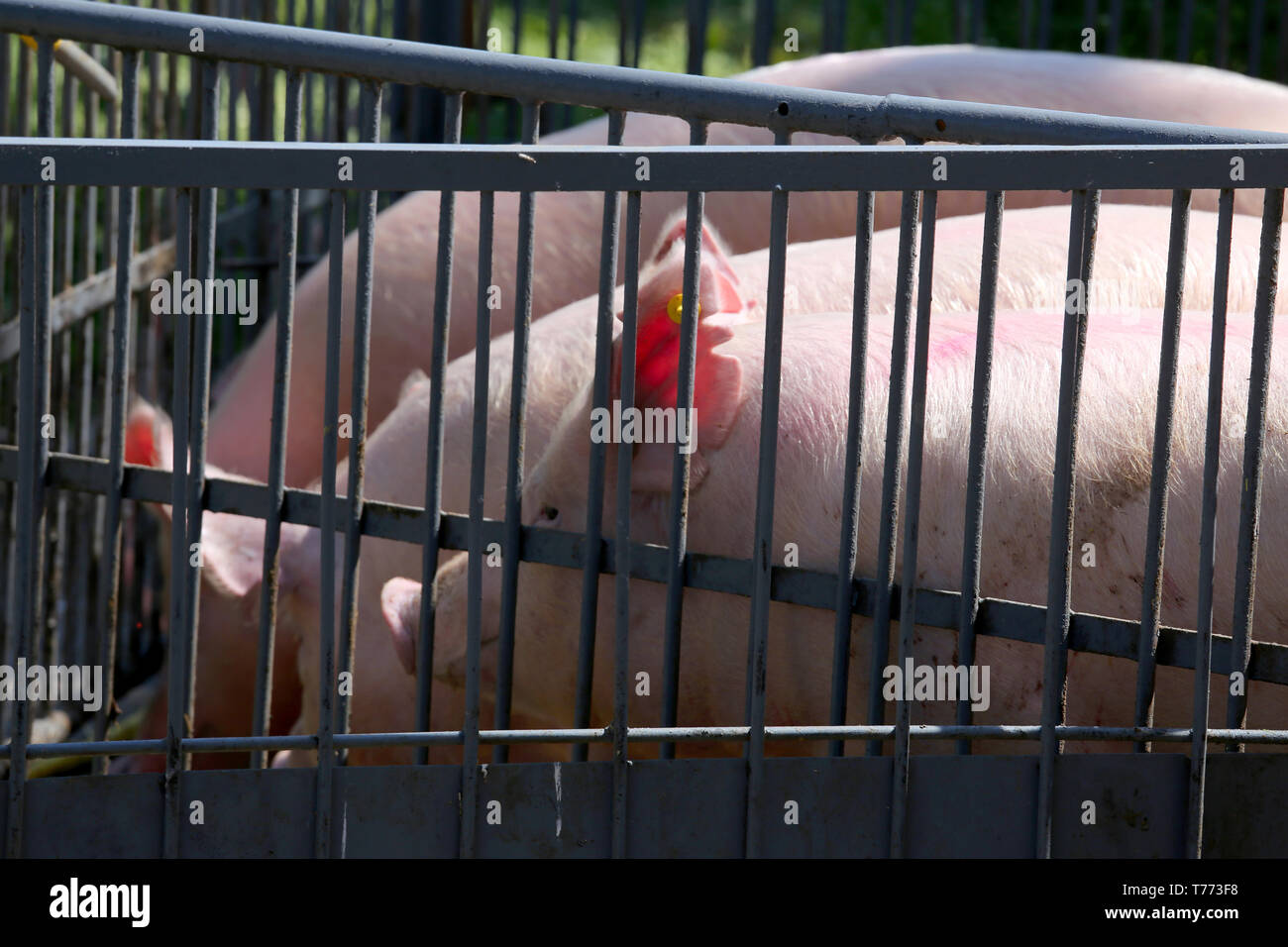 Nice clean washed breeding pigs enjoy the sunshine Stock Photo - Alamy