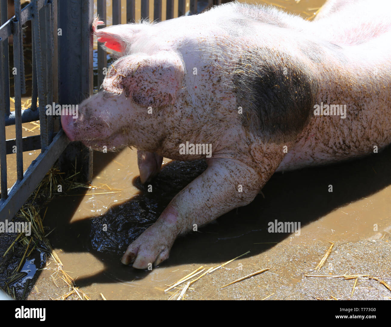 Pig shower hi-res stock photography and images - Alamy