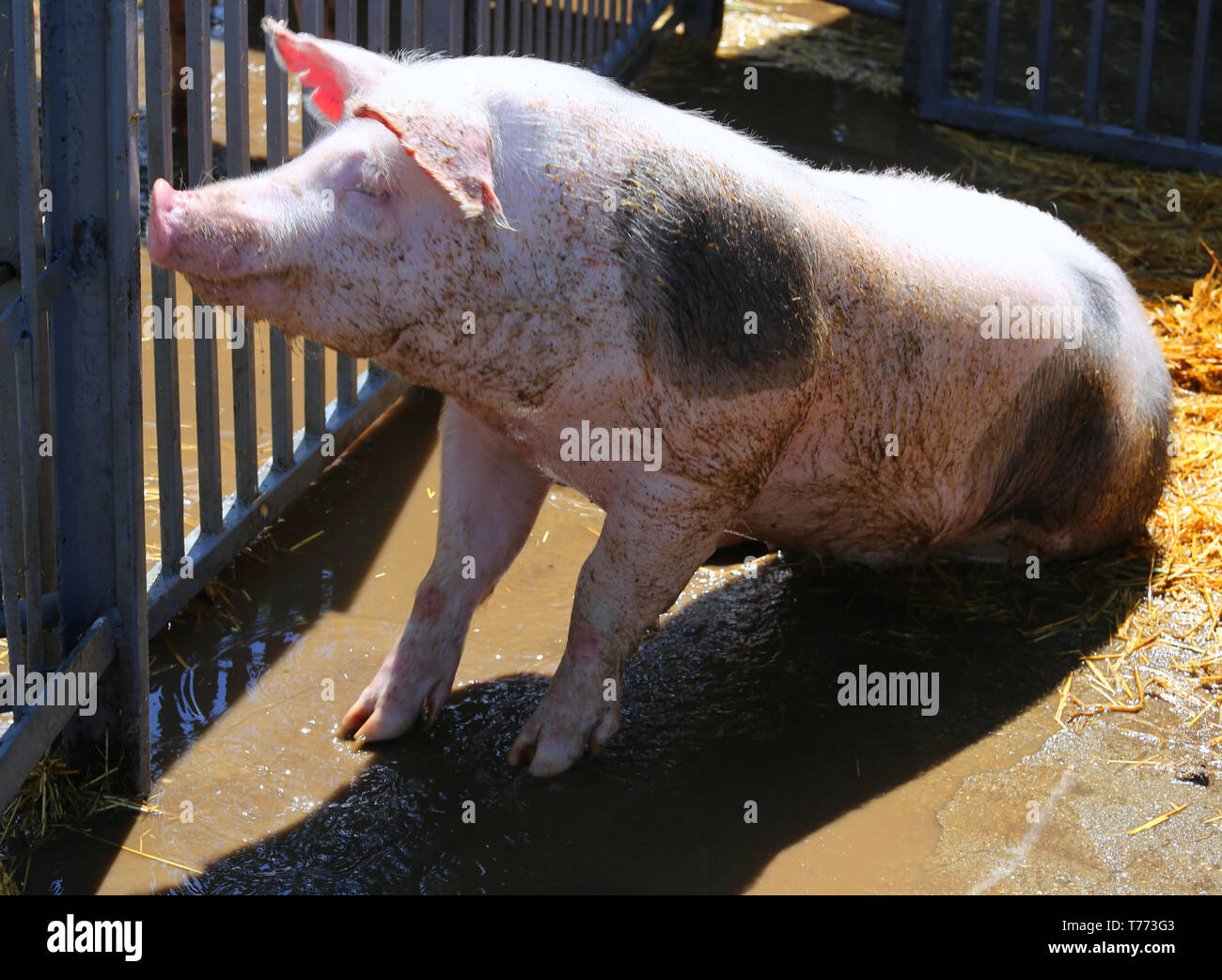 Group of domestic pink colored pig shows waiting for food in the box ...