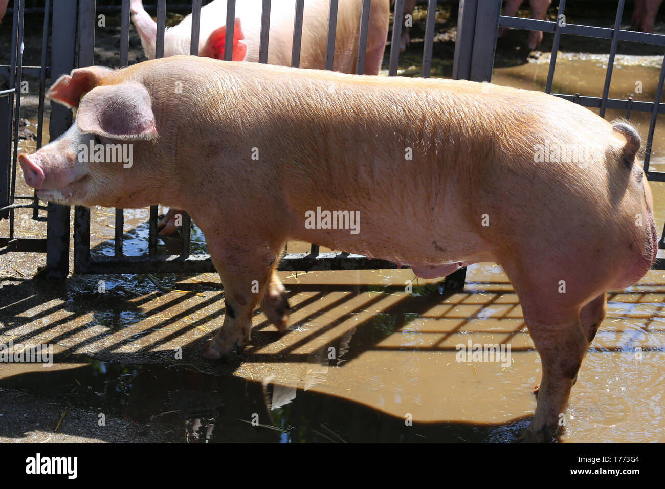 Pig sow sunbathing after shower behind metal fences Stock Photo - Alamy