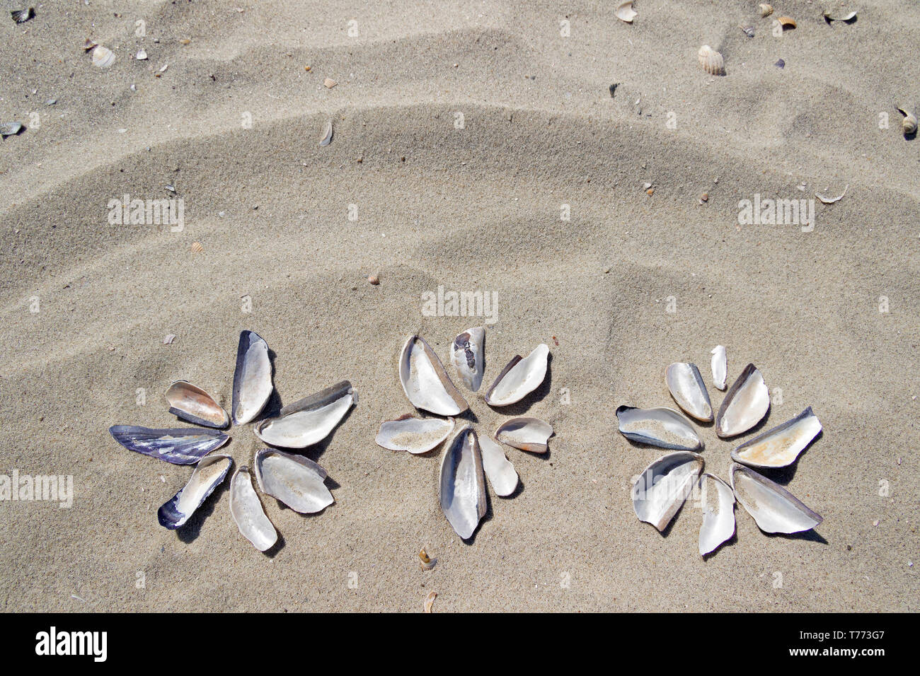 Beach made of shells hi-res stock photography and images - Alamy