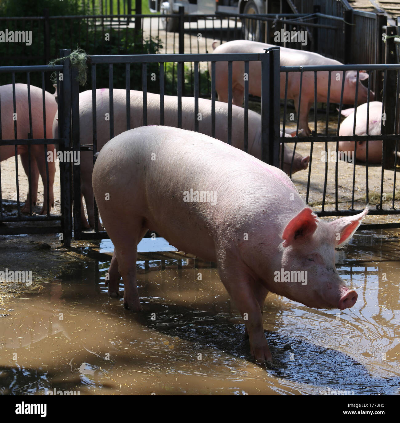 Crystal clear domestic pigs looking over iron fences after skin washing ...