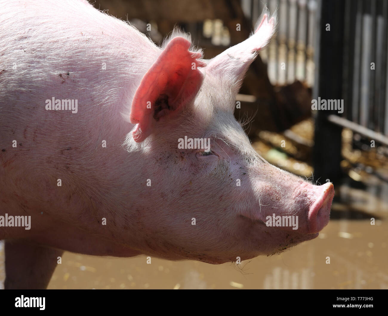 Big mother pig close up hi-res stock photography and images - Alamy
