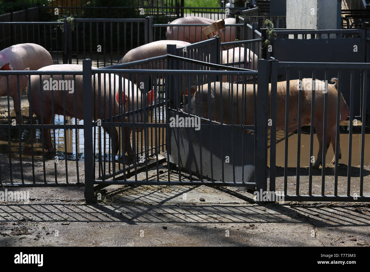 Pig over fence hi-res stock photography and images - Alamy
