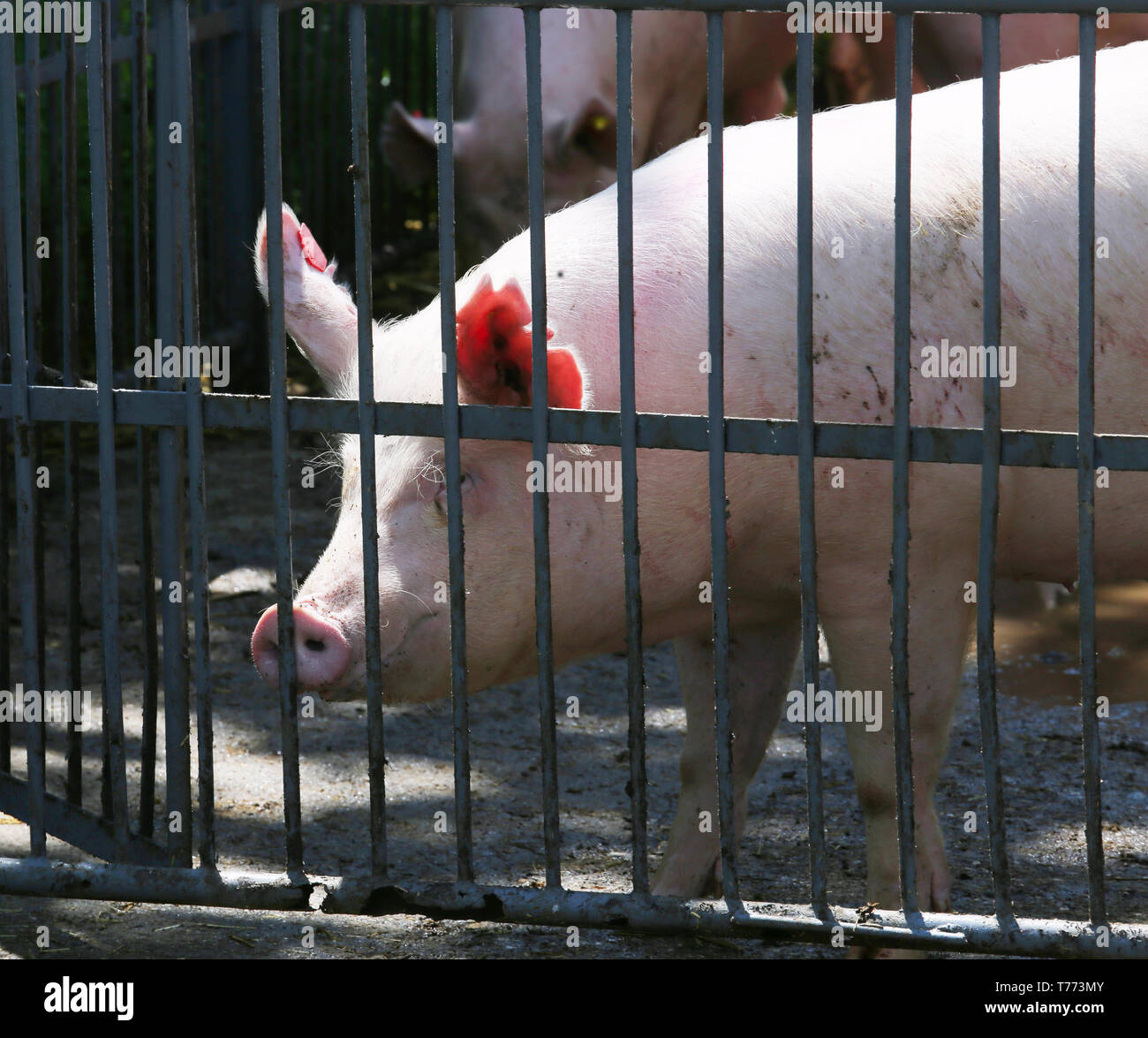 Pig sow portrait icloseup summertime outdoors Stock Photo - Alamy