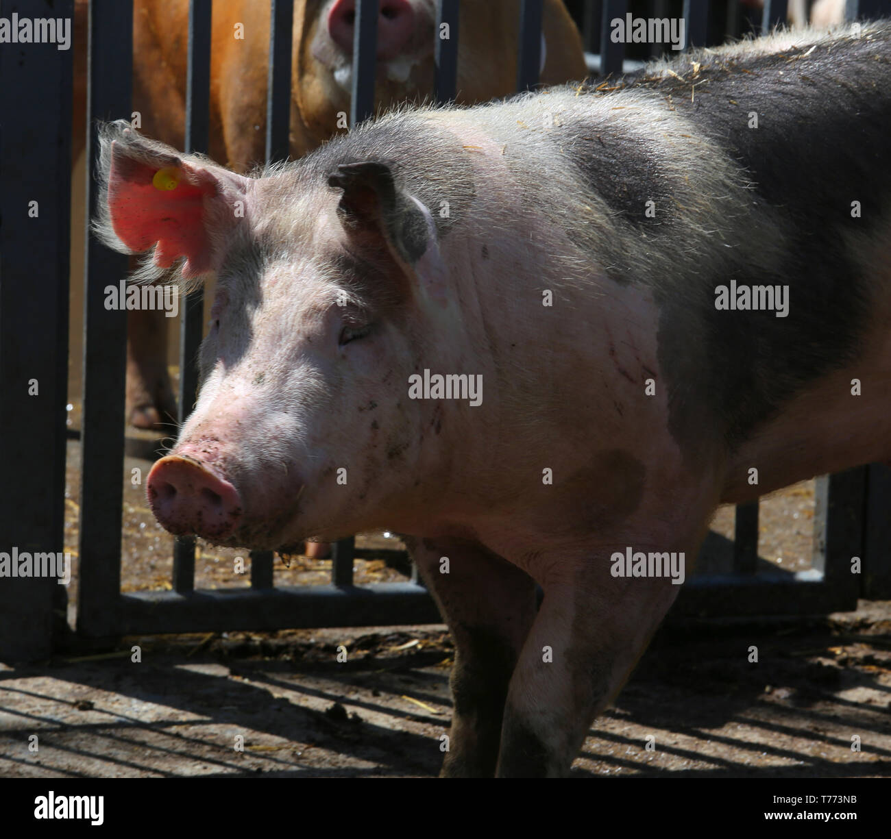 Group of domestic pink colored pig shows waiting for food in the box ...