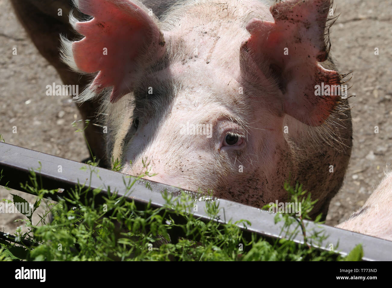 Hyper extreme closeup portrait of a clear washed young pig sow face ...