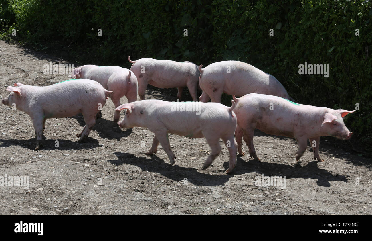 Group of few weeks old little piglets at animal farm summertime ...