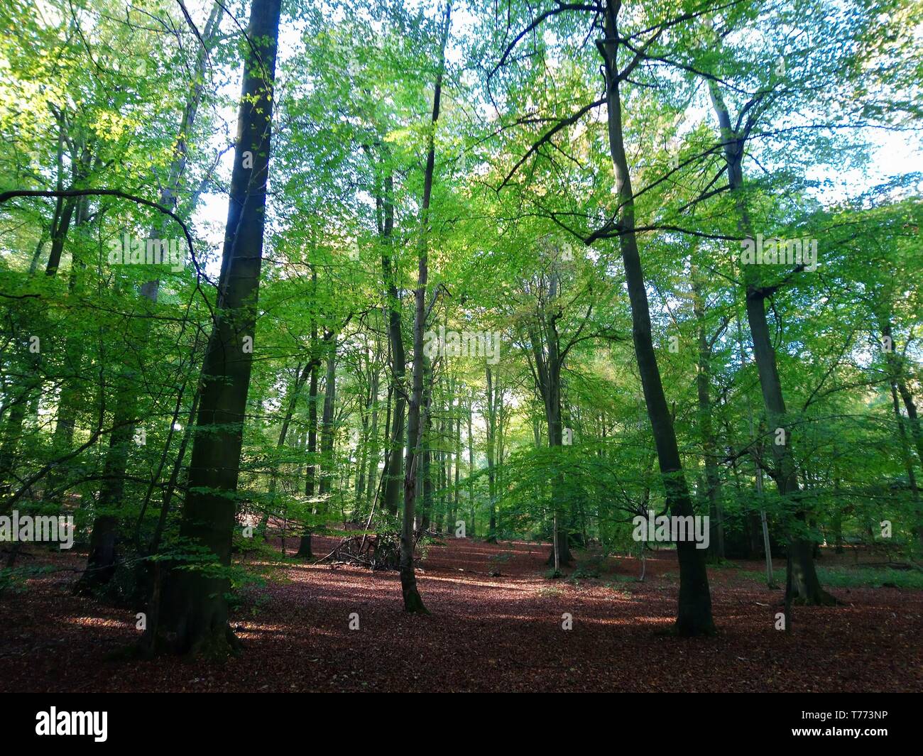 Walking around forest hi-res stock photography and images - Alamy