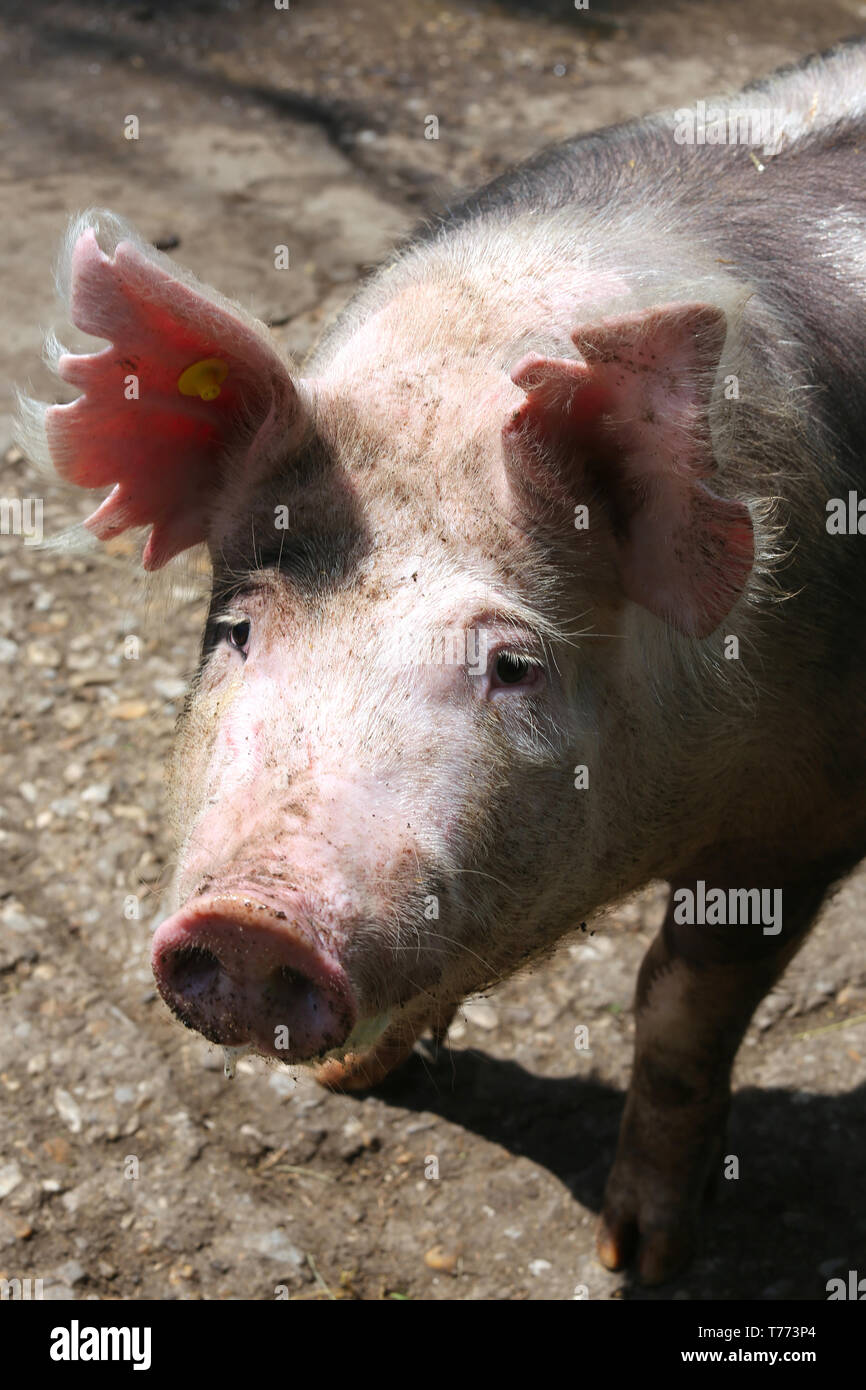 Beautiful portrait of a young domestic pig Stock Photo - Alamy