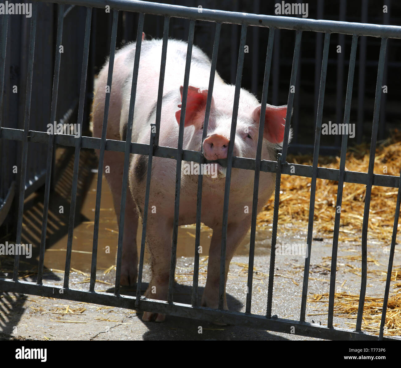 Pig sow portrait close up behind the iron fence Stock Photo - Alamy