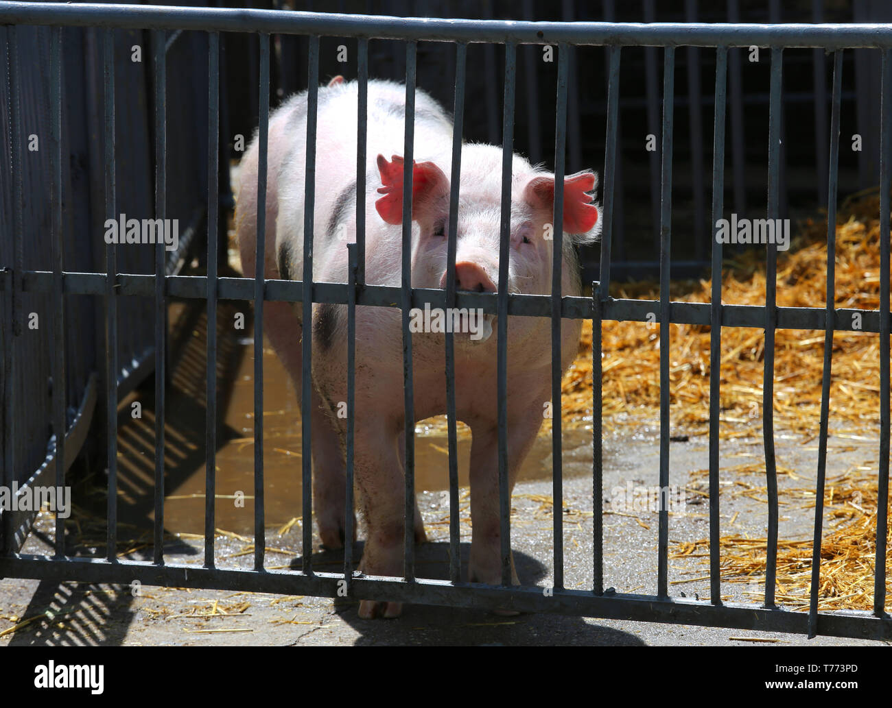 Pig sow portrait close up behind the iron fence Stock Photo - Alamy