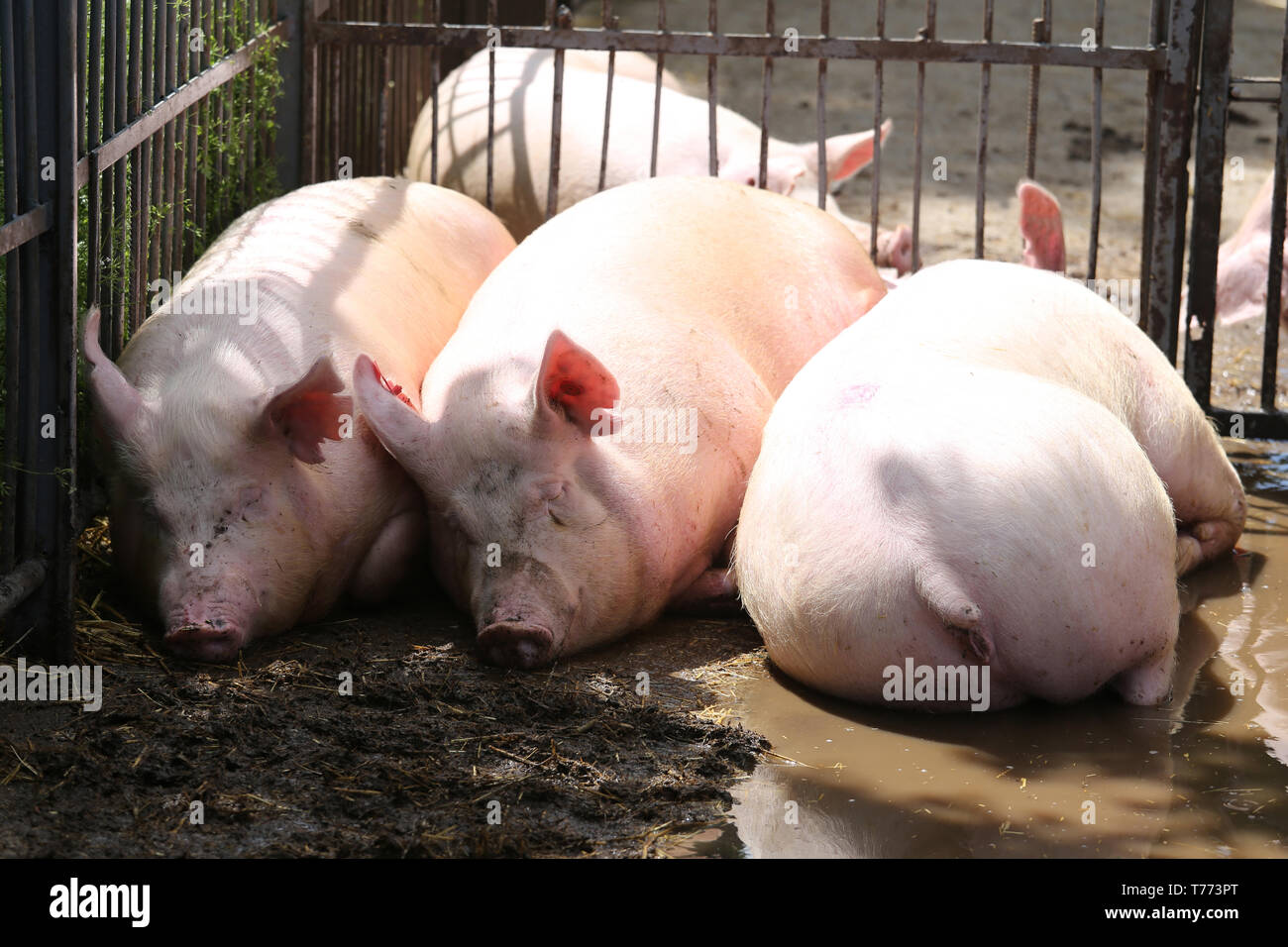 Tired mighty pig sows laying in the dirt Stock Photo - Alamy