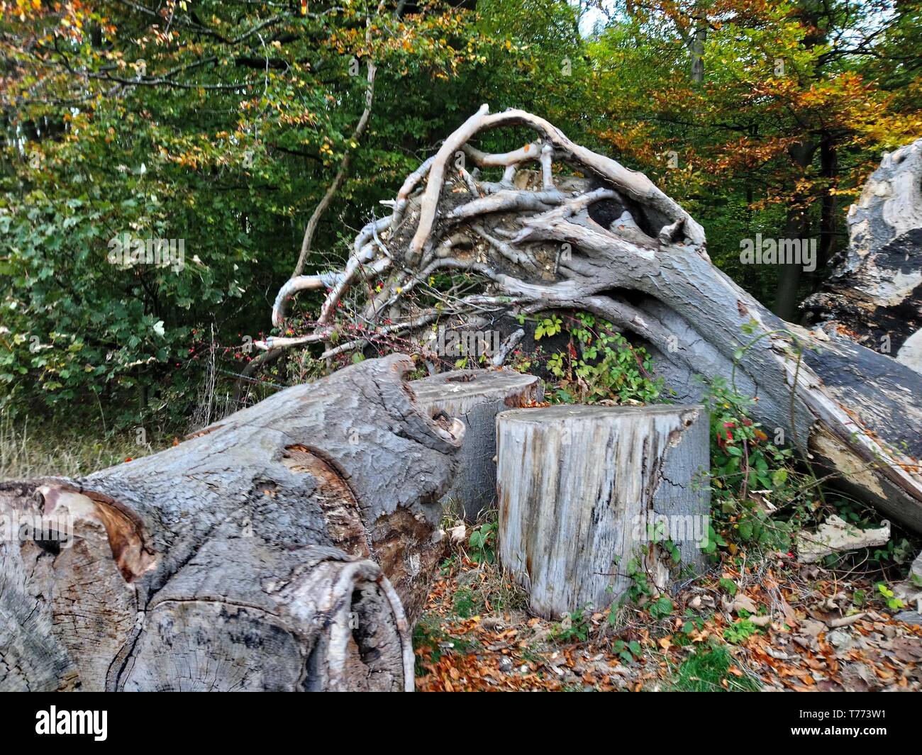 Tree Trunk Shapes Stock Photos & Tree Trunk Shapes Stock Images - Alamy