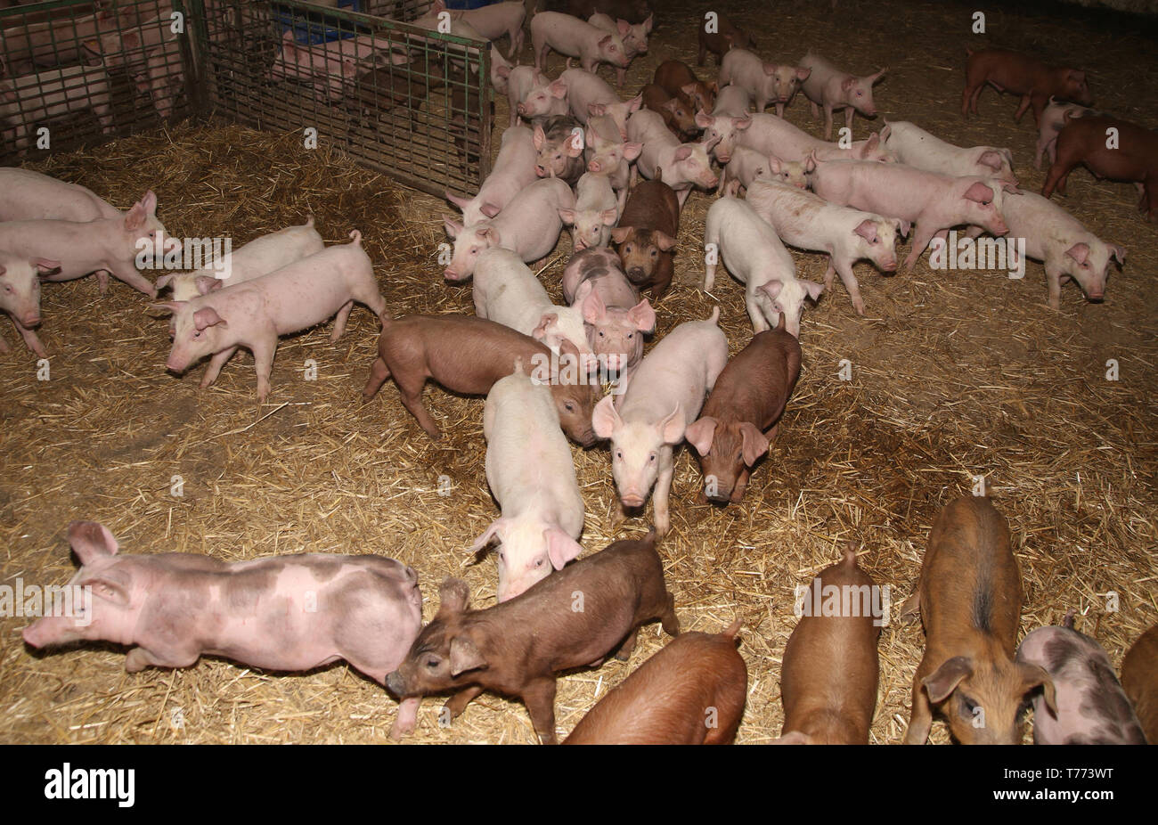 Group of pigs at animal farm. Animal farm for breeding little hogs for ...
