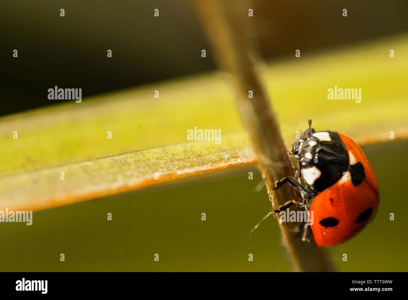 Ladybird on green leaf hi-res stock photography and images - Alamy