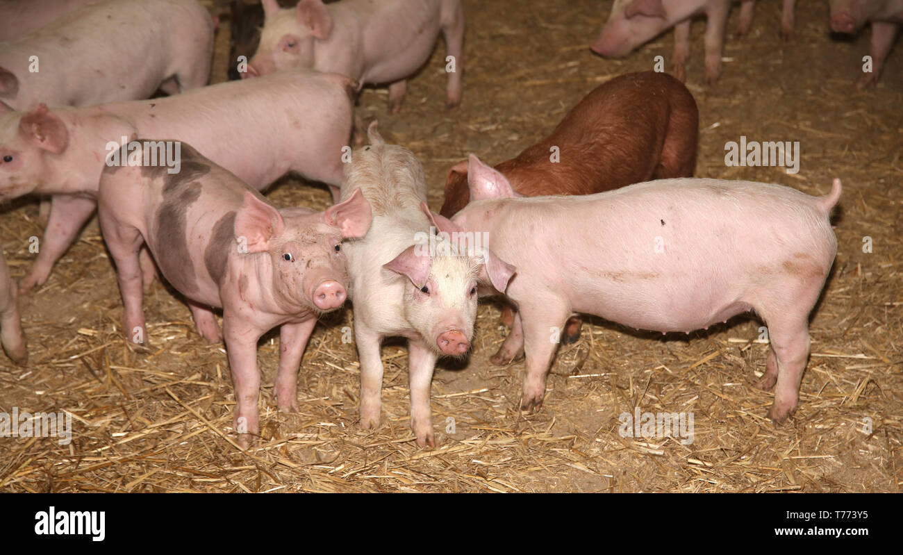 Beautiful newborn piglets growing up in the barn Stock Photo - Alamy
