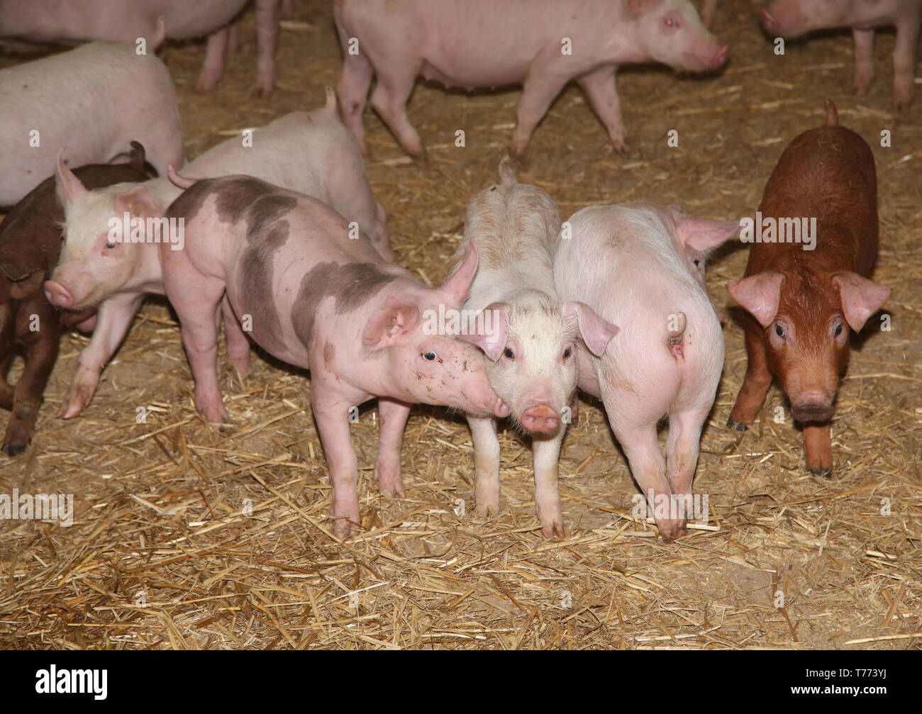 Beautiful newborn piglets growing up in the barn Stock Photo - Alamy
