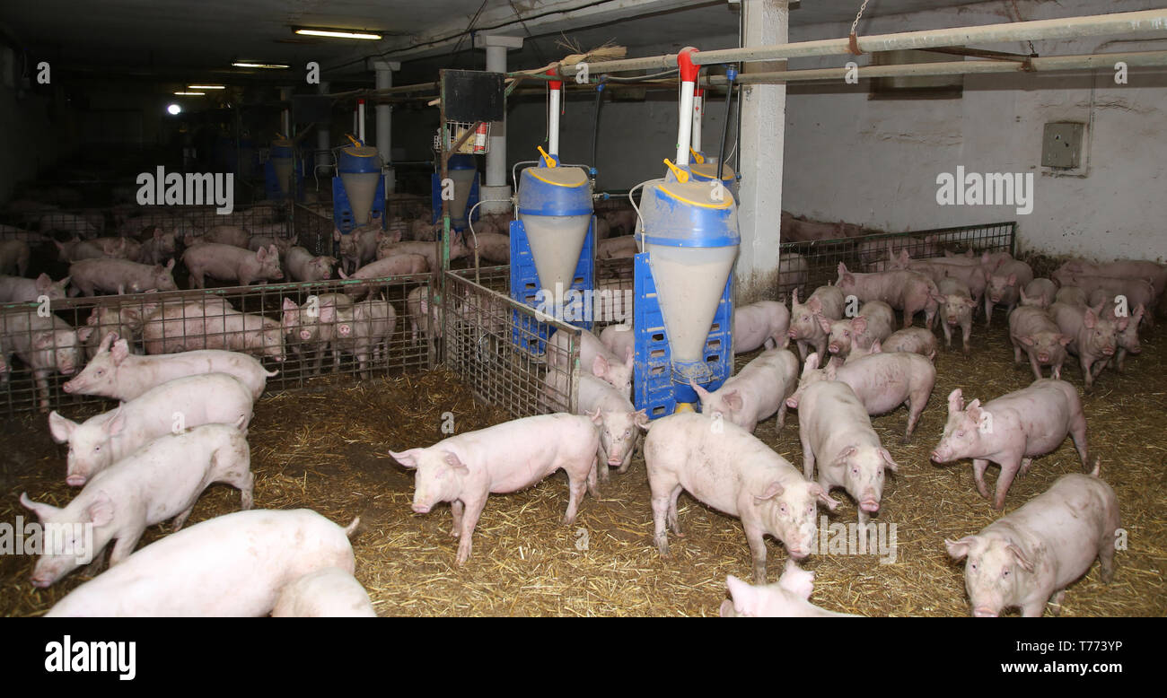 Piglets growing up int he barn at rural animal farm Stock Photo - Alamy