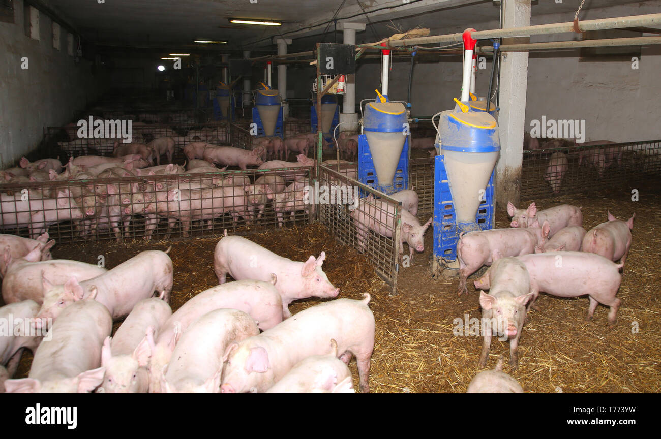 Breeding boar market hi-res stock photography and images - Alamy