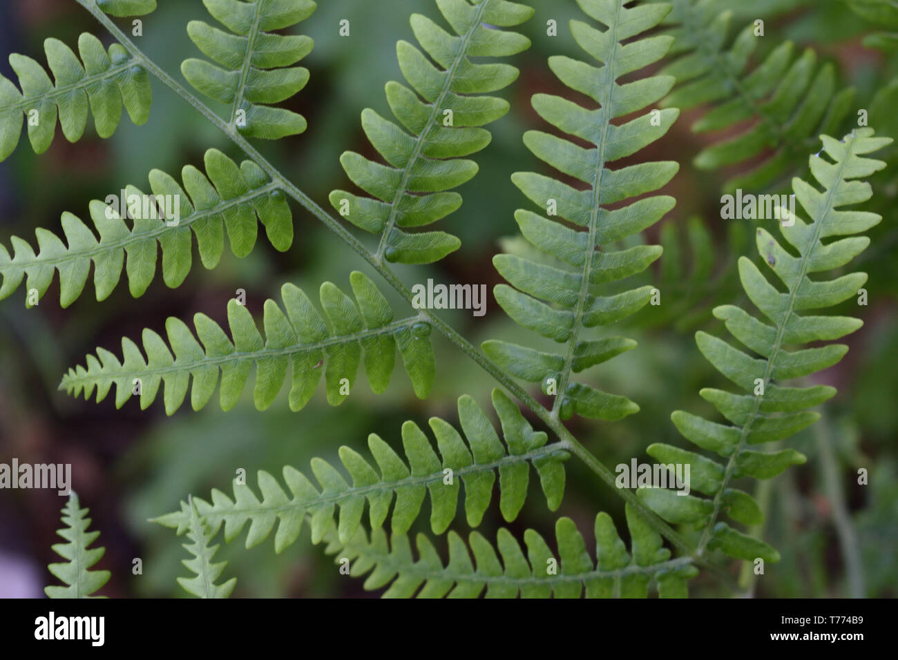 Beautiful asymmetry of a fern frond Stock Photo - Alamy