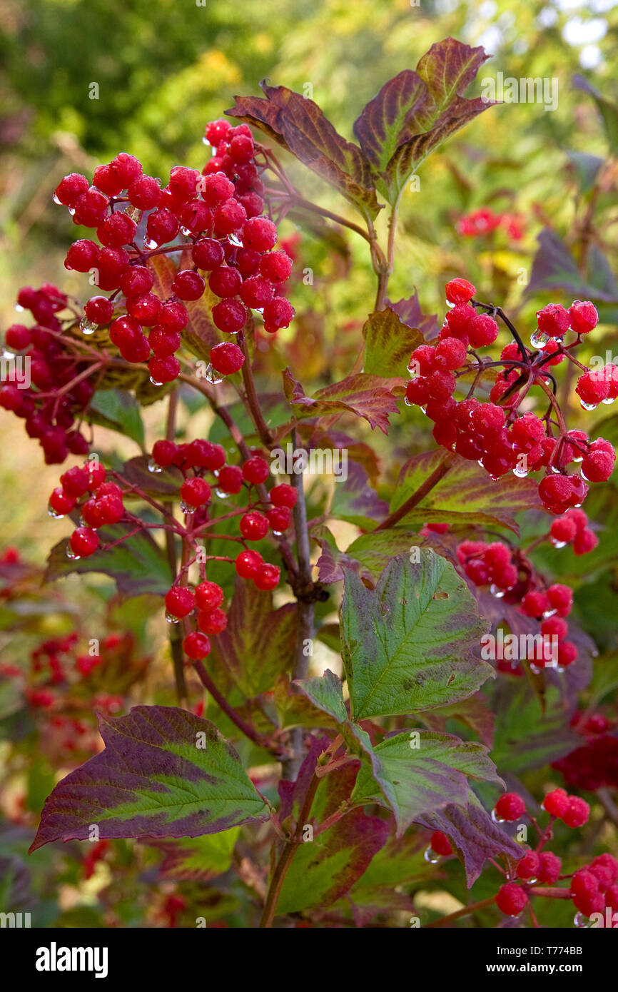 Guelder rose hedge hi-res stock photography and images - Alamy