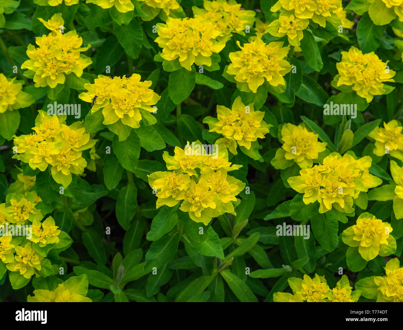 Euphorbia Polychroma High Resolution Stock Photography and Images - Alamy
