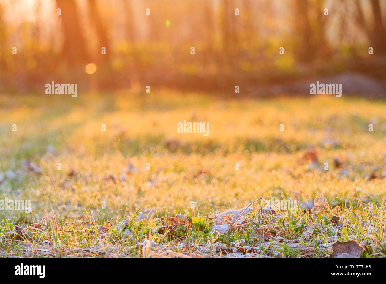 spring dawn behind the meadow, change of season, spring Stock Photo - Alamy
