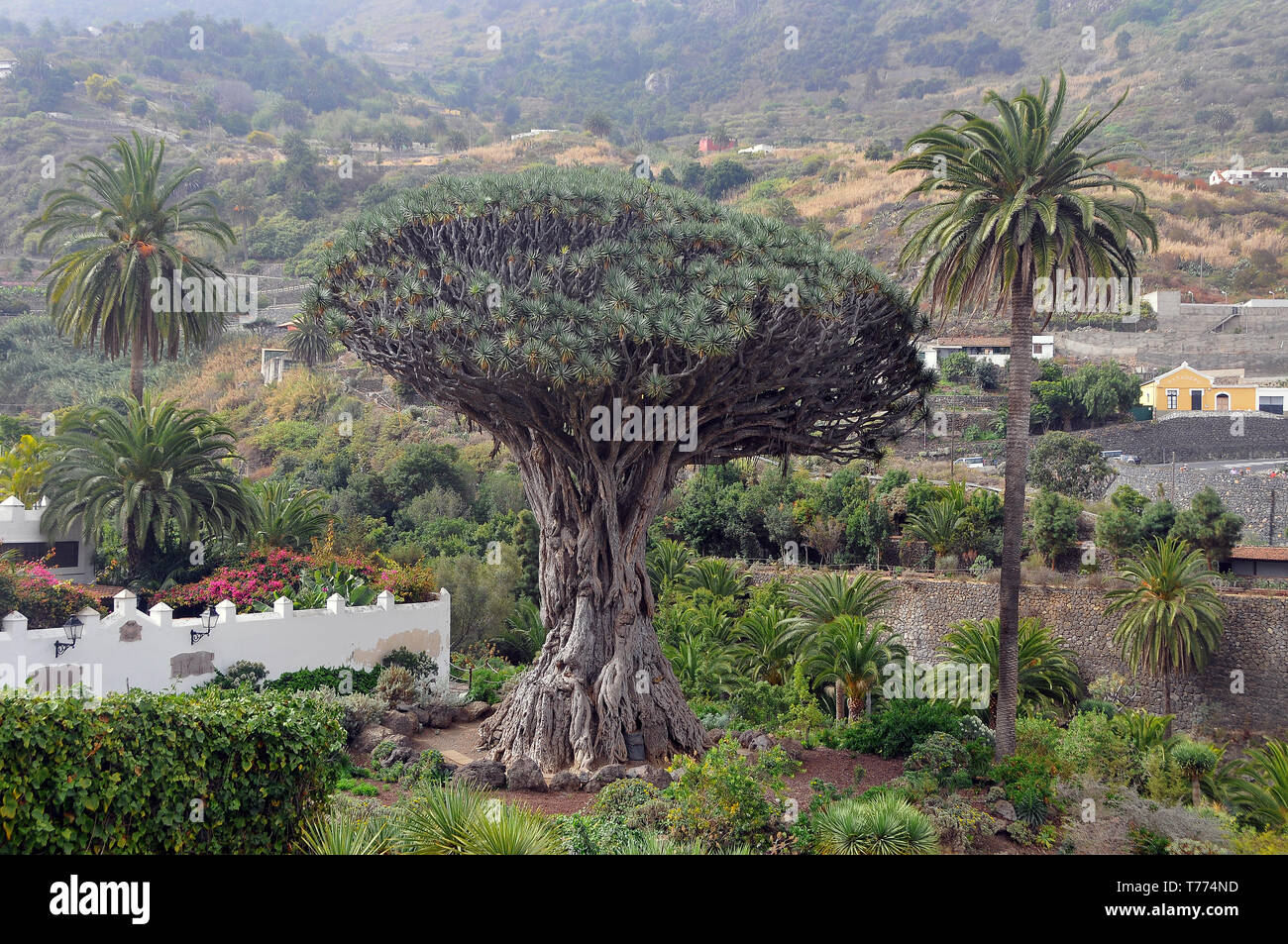 Ancient Dragon Tree, El Drago Milenario, Dracaena draco, Canary Islands ...