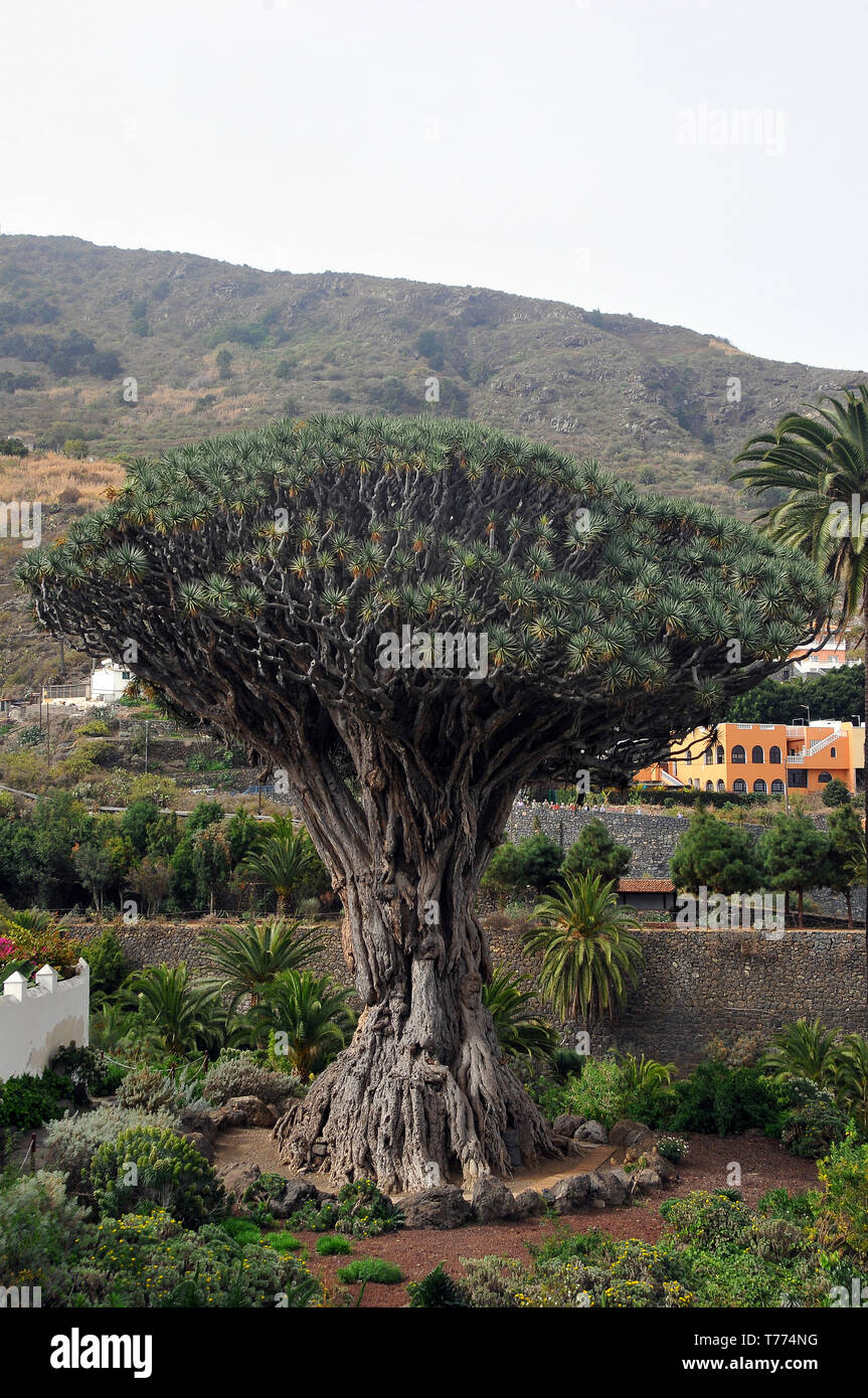 El drago hi-res stock photography and images - Alamy