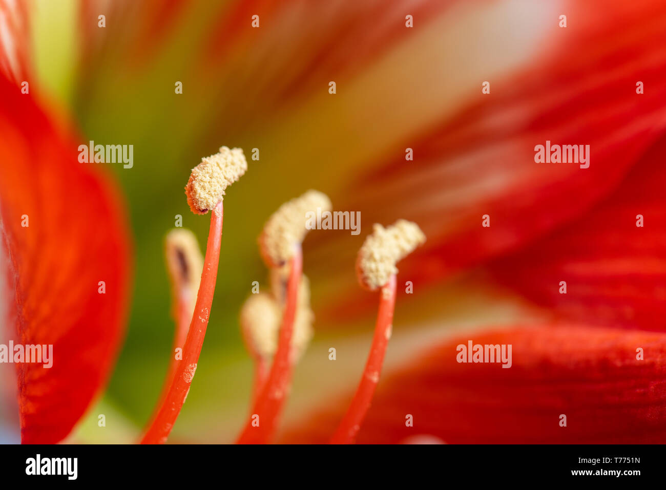 Macro view of Hippeastrum hybrid. Flower filaments, anthers and petals ...